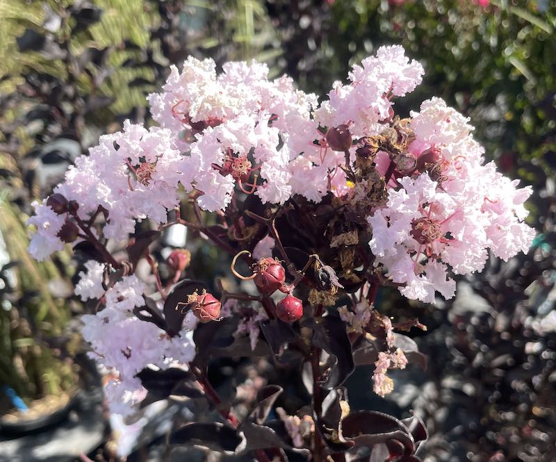 Lagerstroemia indica Black Solitaire® - Mercato Italiano | Qualità ...