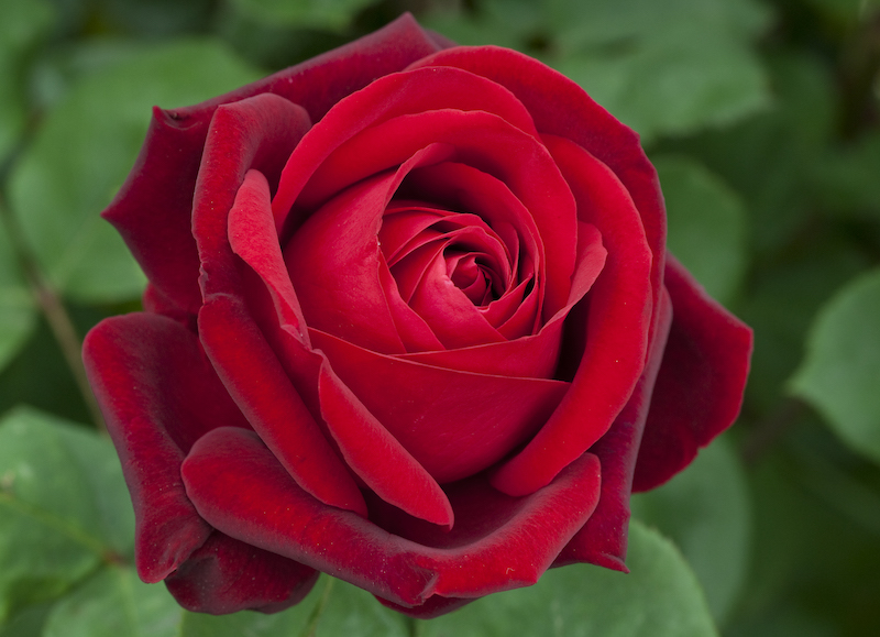 ROSA EDITH PIAF - Mercato Italiano | Qualità & Autenticità in Tavola